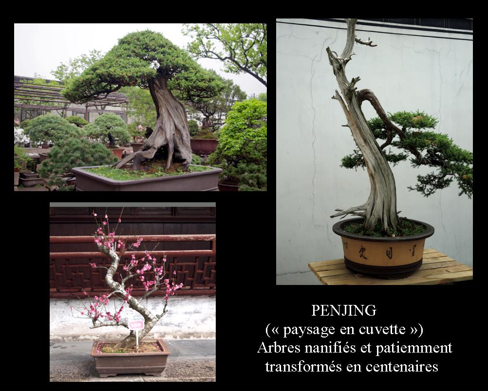 CHINE – La grande « leçon de choses » des arbres, par DD & DH – Blog de ...